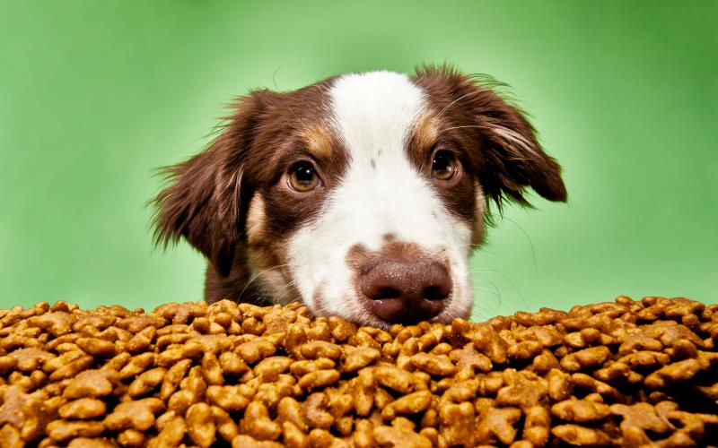 Best Food For Dogs: The Ultimate Guide For Dog Owners ...